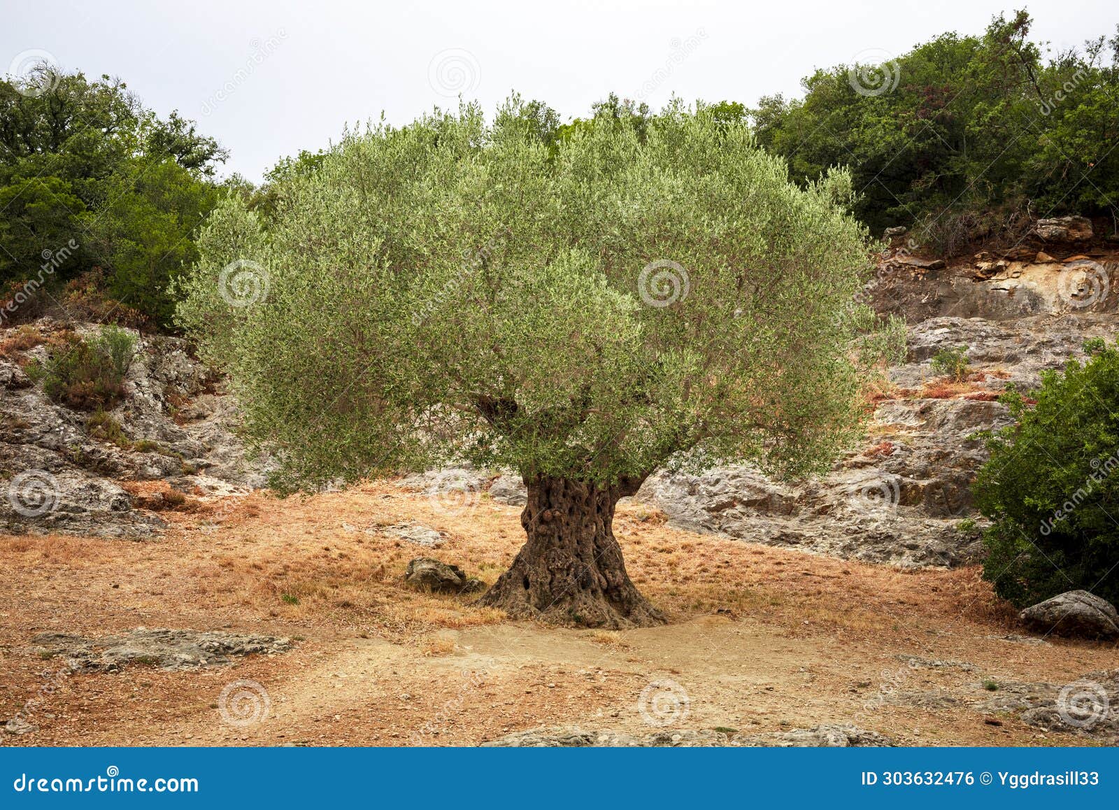 Century Old Olive Tree in South of France Stock Photo - Image of ...