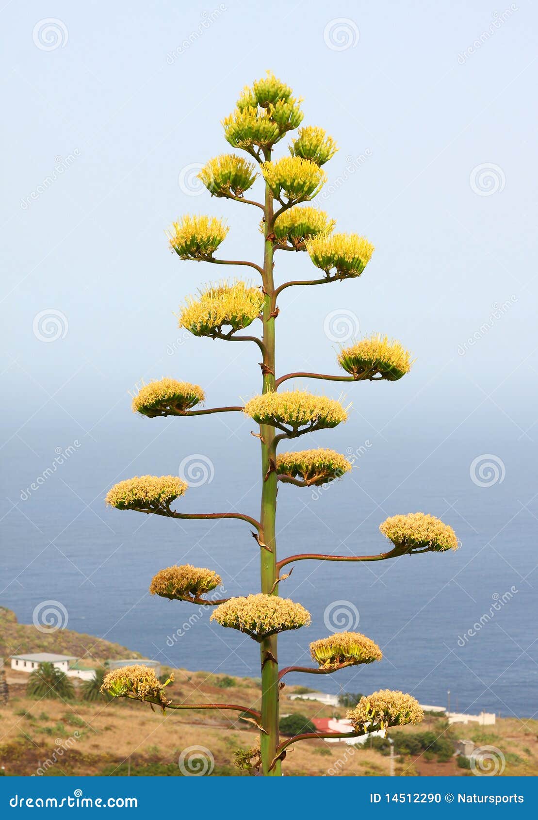 Century Plant stock photo. Image of trunk, flower, tree - 14512290