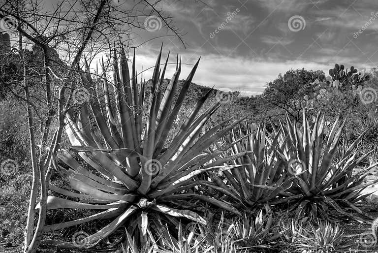 Century Plant stock image. Image of aridness, france, green - 1854775