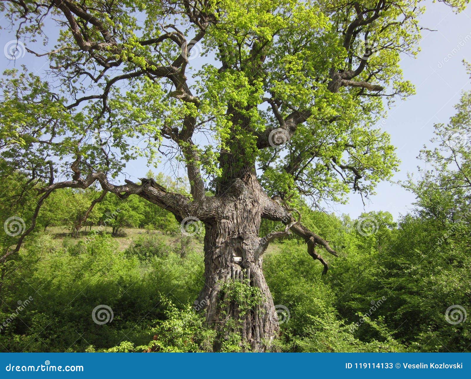 Century tree stock image. Image of tree, century, green - 119114133