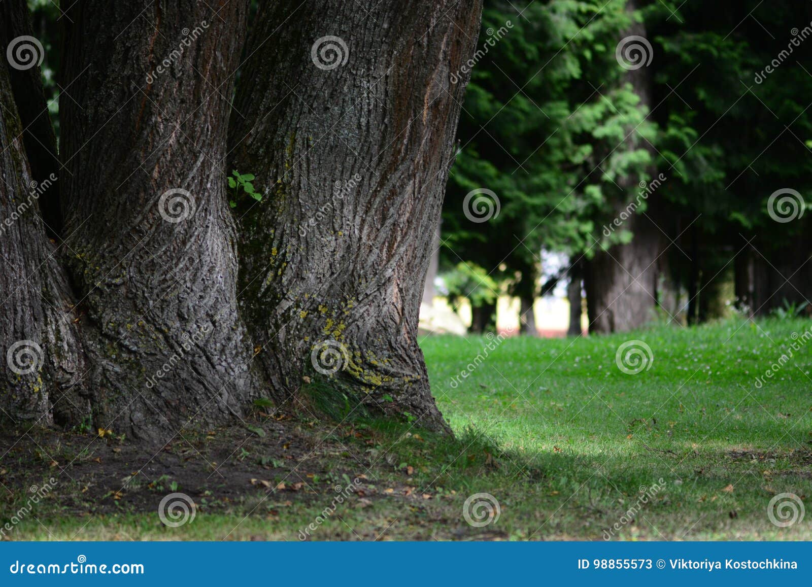 Century trees landscape stock image. Image of park, forest - 98855573