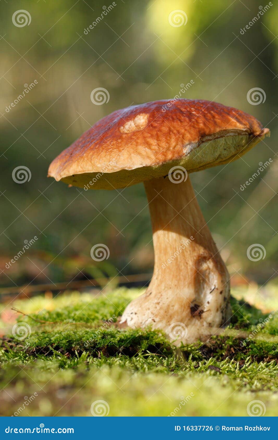 The cep. stock photo. Image of forest, edible, wood, warmly - 16337726