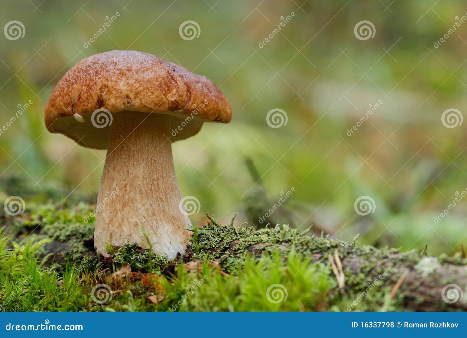 The cep. stock photo. Image of eatable, landscape, plant - 16337798