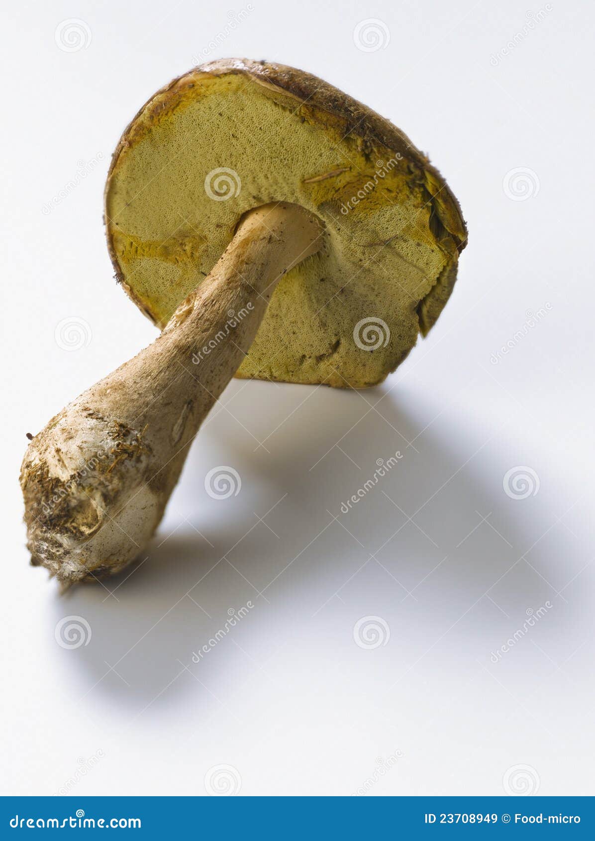 Cep stock image. Image of vegetable, style, mushroom - 23708949