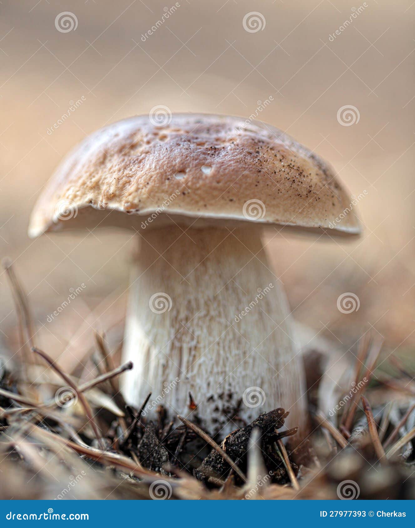 Cep stock image. Image of life, little, beauty, grass - 27977393
