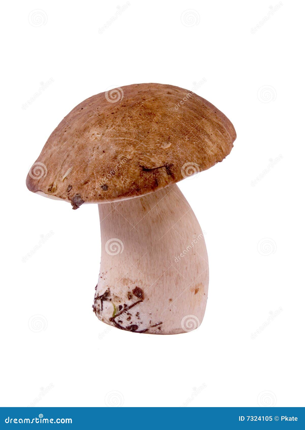 Cep stock image. Image of delicatessen, natural, eating - 7324105
