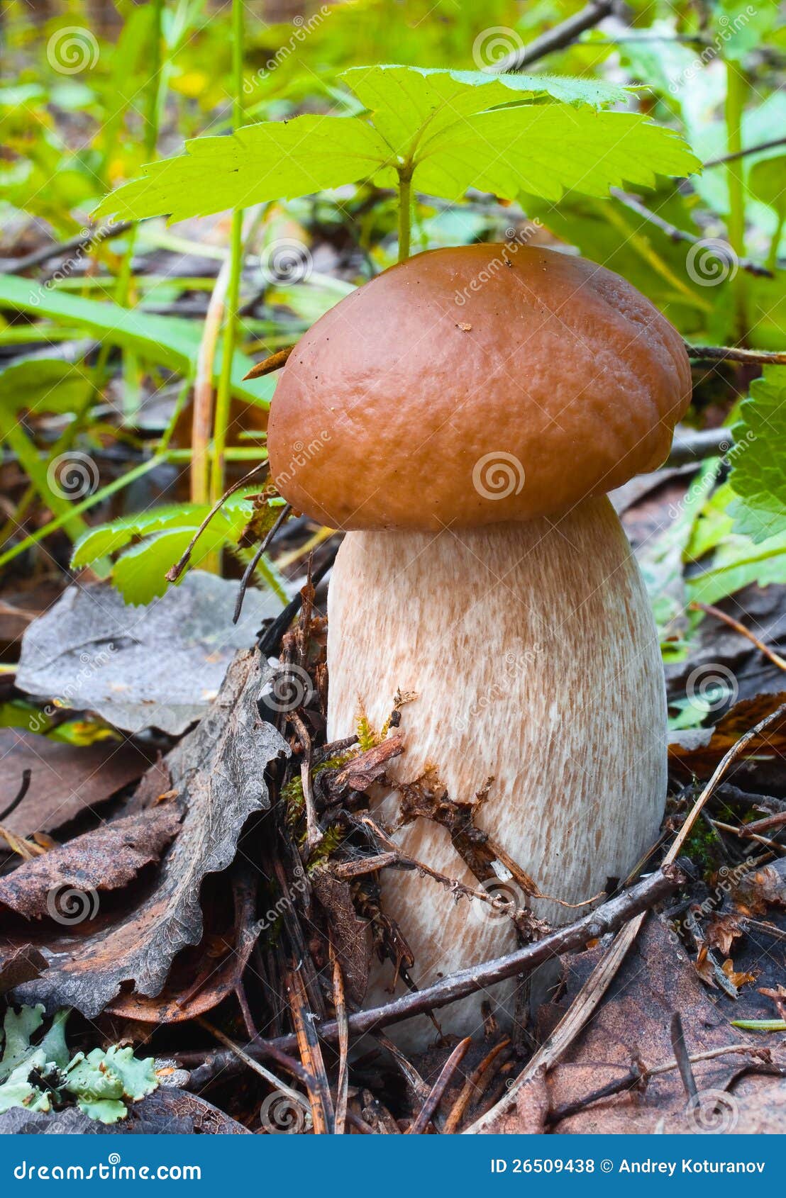 Cep (Boletus edulis) stock photo. Image of leaf, seasonal - 26509438