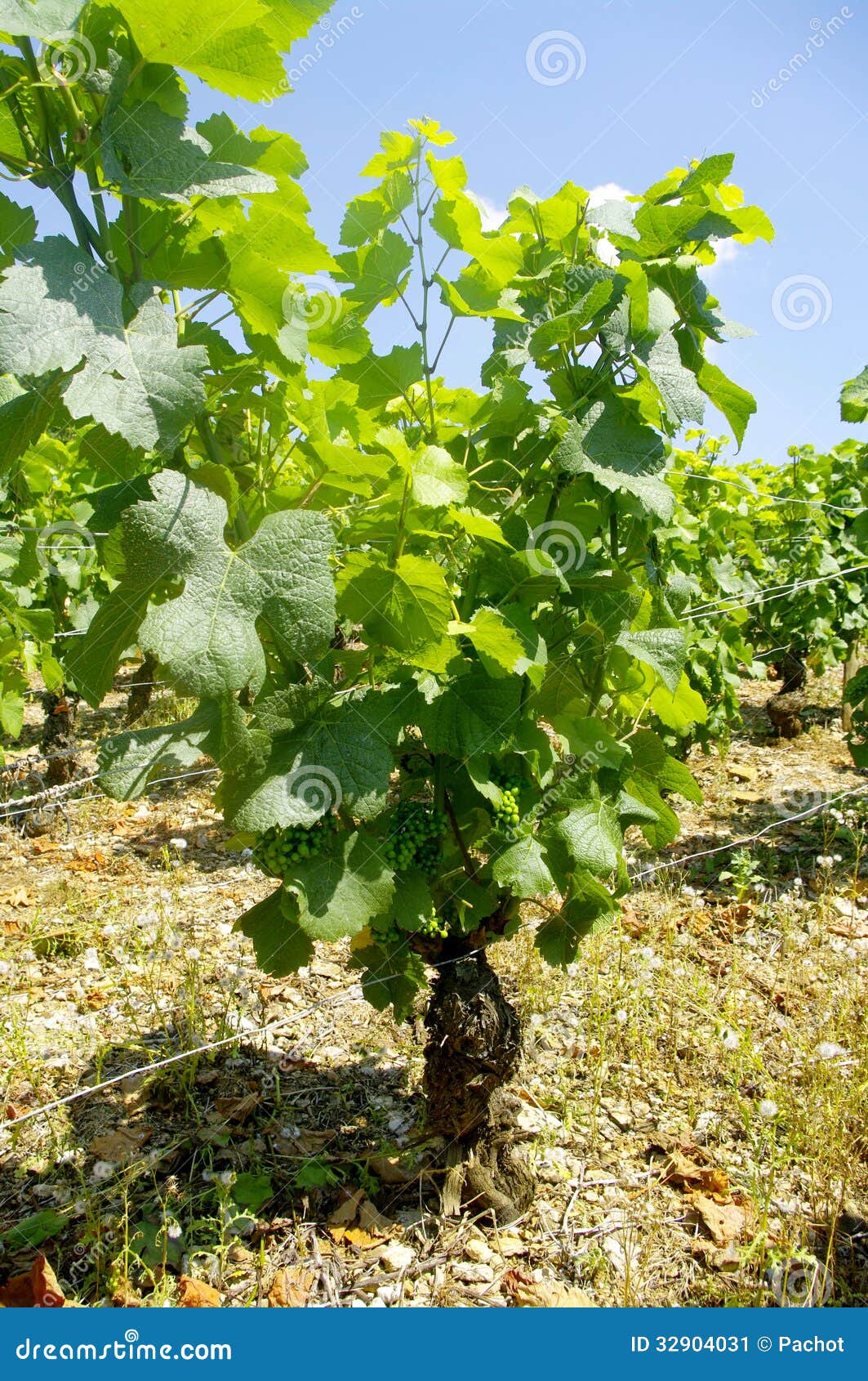 Cep de vigne en Bourgogne image stock. Image du patrimoine - 32904031
