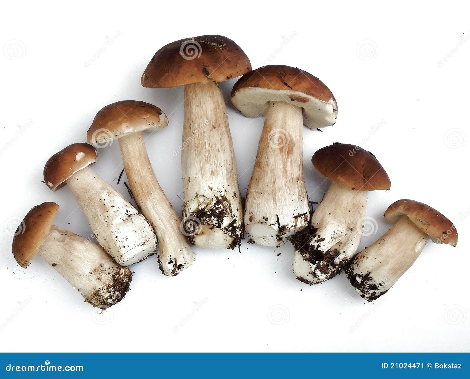 Cep, edible boletus stock image. Image of growth, food - 21024471