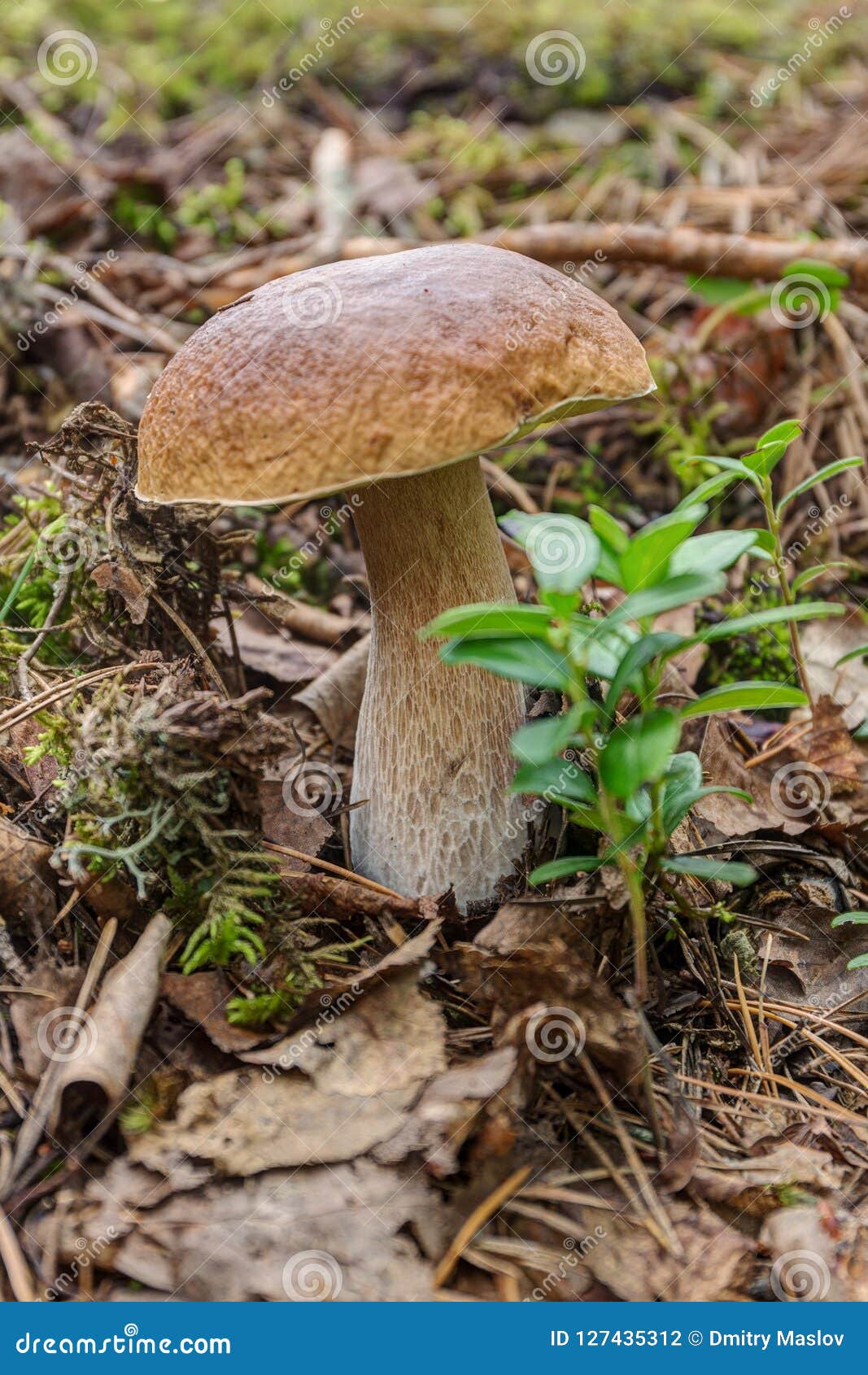 Cep in forest closeup stock photo. Image of nature, food - 127435312