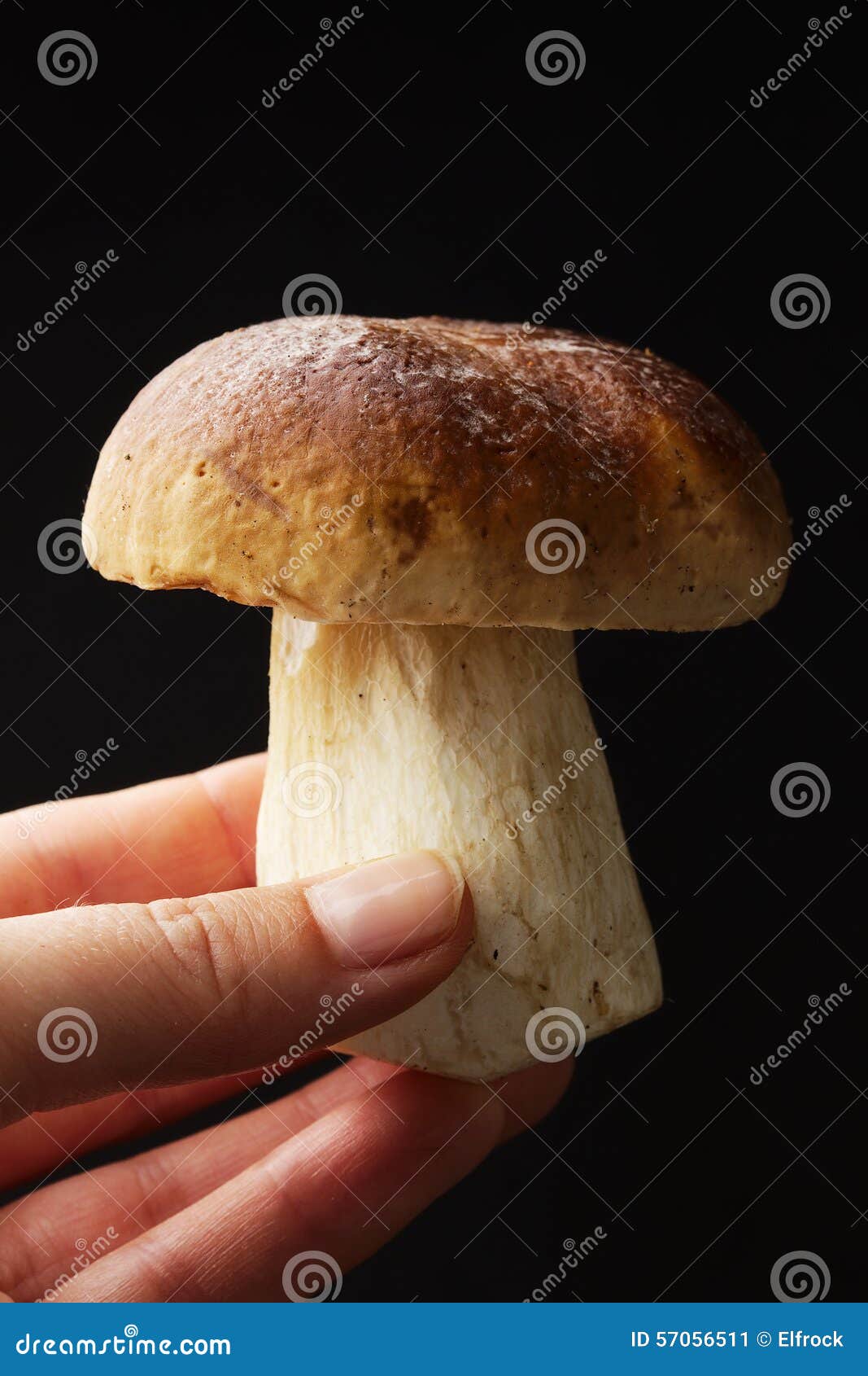 Cep in the hand stock image. Image of recipe, environment - 57056511
