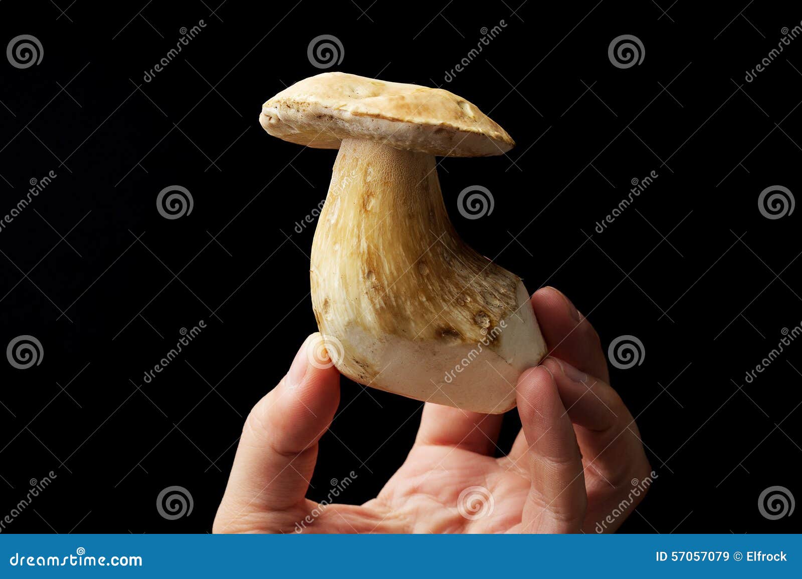Cep in the hand stock image. Image of hold, cooking, season - 57057079
