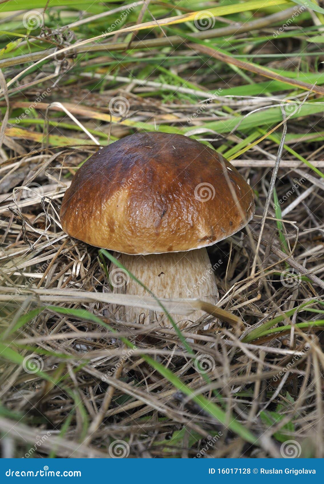 Cep mushroom stock photo. Image of flora, outdoors, closeup - 16017128