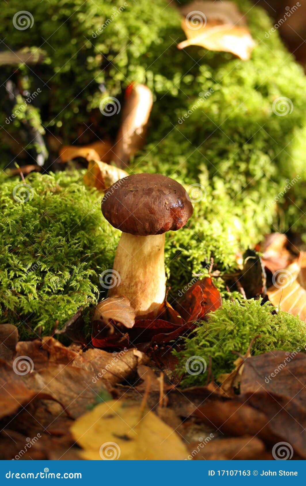 Cep mushroom stock image. Image of mushroom, food, edulis - 17107163