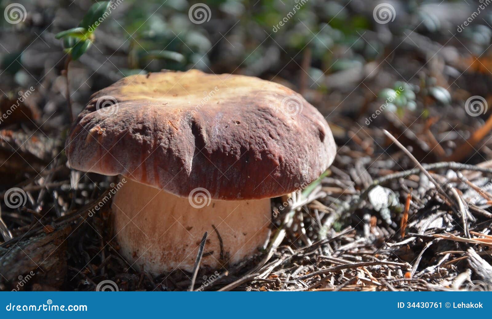 Cep mushroom stock image. Image of agaric, ingredient - 34430761