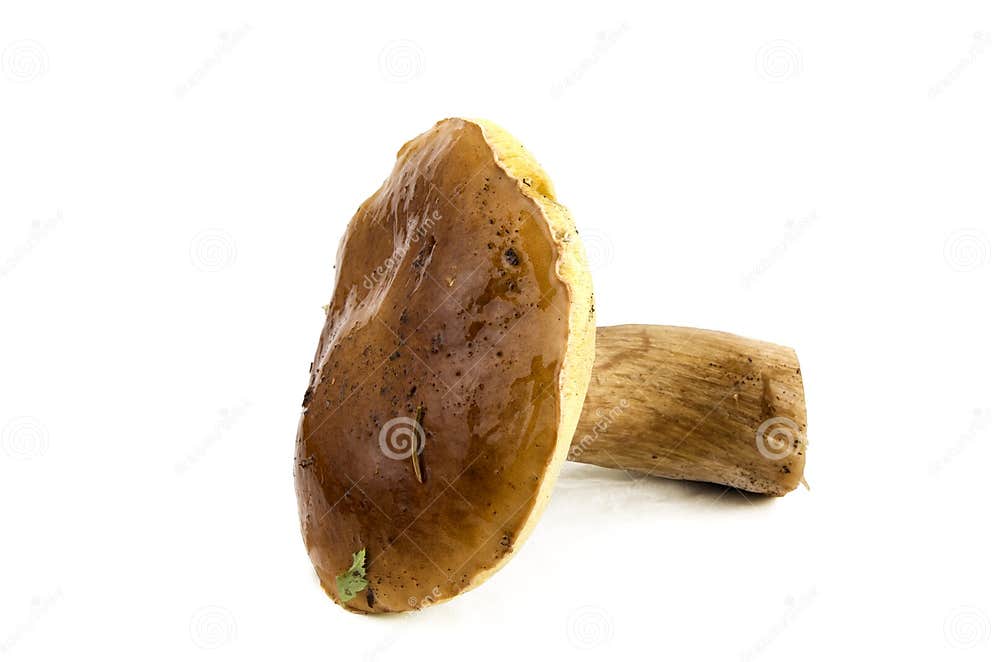 Cep, mushroom, fresh stock image. Image of autumn, ingredient - 32844219