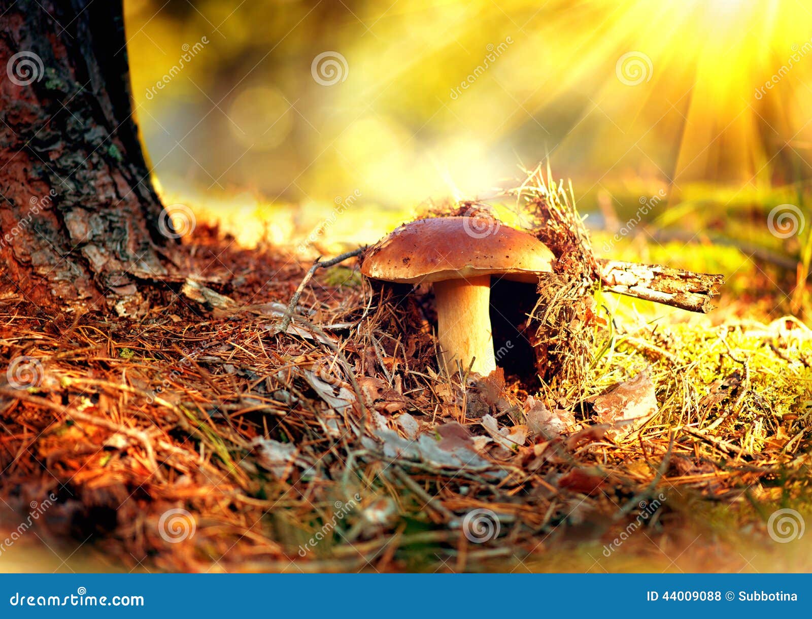 Cep Mushroom Growing in Autumn Forest Stock Photo - Image of ...