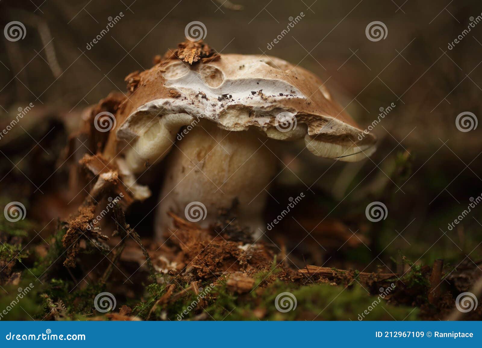 Cep Mushroom Growing in Autumn Forest. Boletus Growing Under the Tree ...