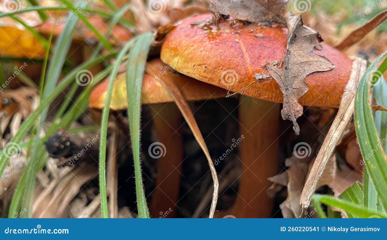 Cep Mushroom Growing in Autumn Forest. Boletus Growing Under the Tree ...
