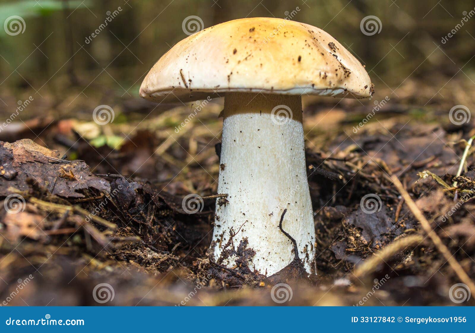 Cep stock photo. Image of gentle, colours, changing, change - 33127842