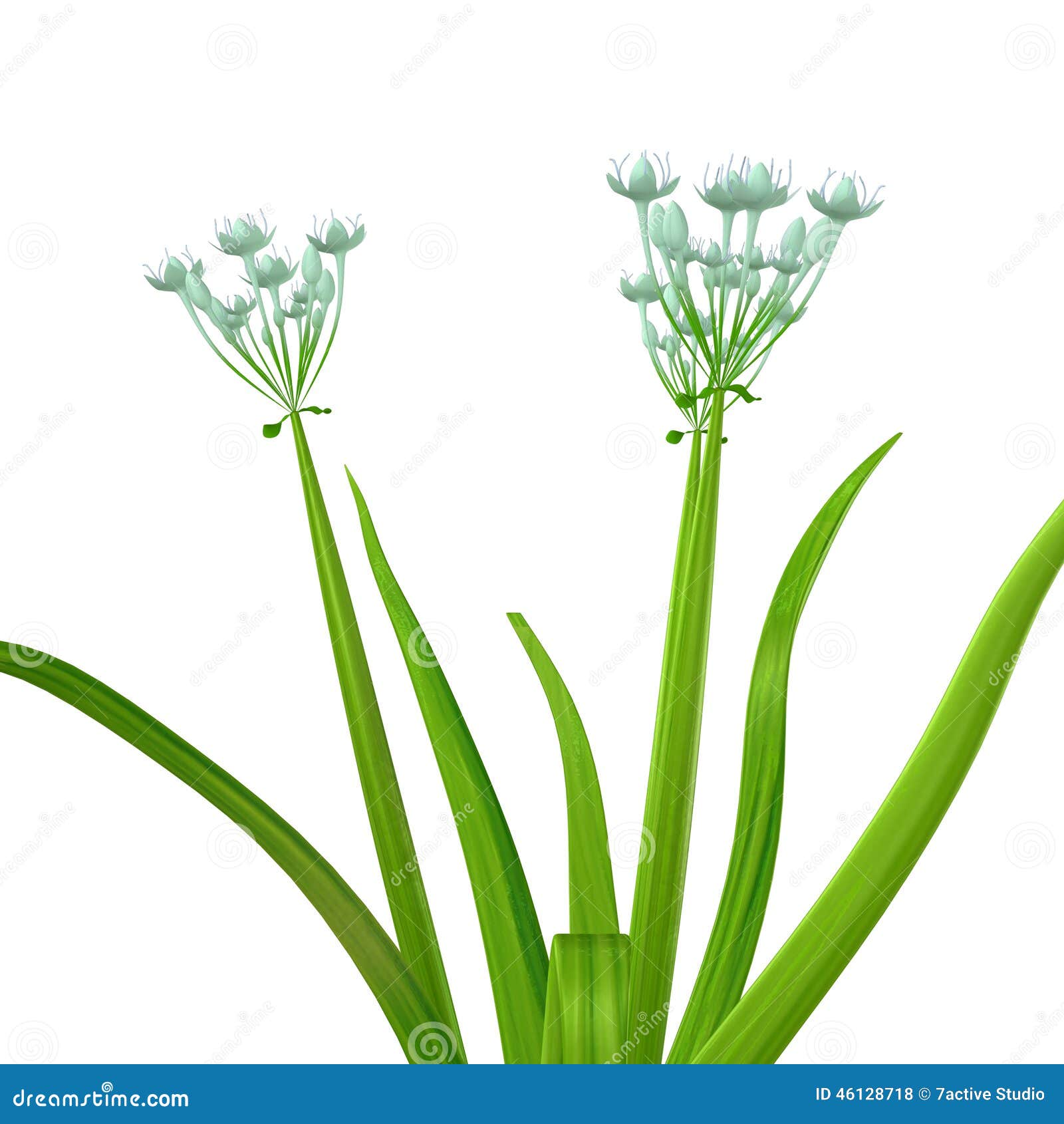 Cepa Del Allium (árbol De La Cebolla) Foto de archivo - Imagen de pista ...