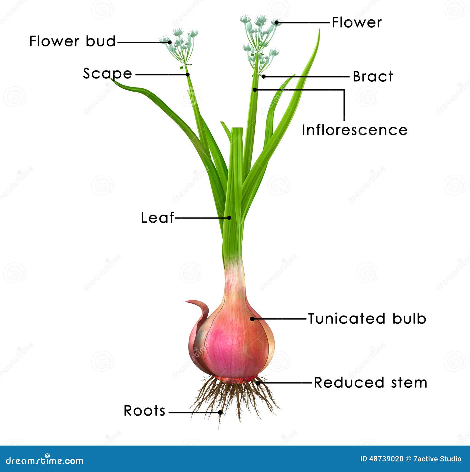 Cepa Del Allium (árbol De La Cebolla) Foto de archivo - Imagen de ...