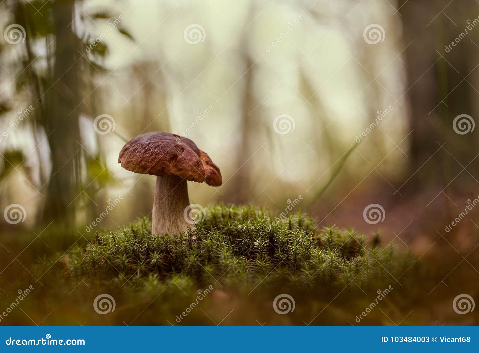 Cepe imagen de archivo. Imagen de maravillosamente, nublado - 103484003