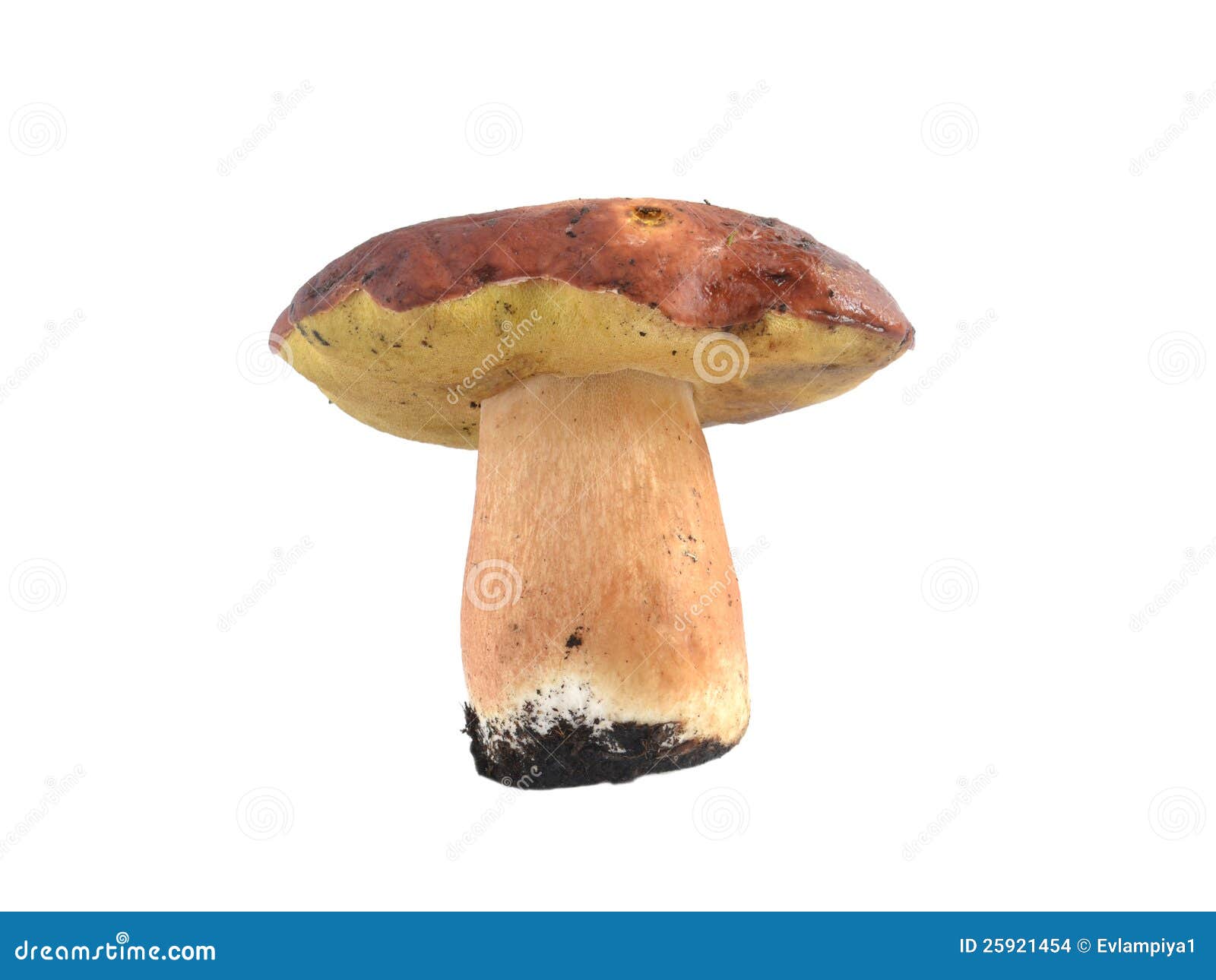 Cepe foto de archivo. Imagen de casquillo, hongos, grupo - 25921454