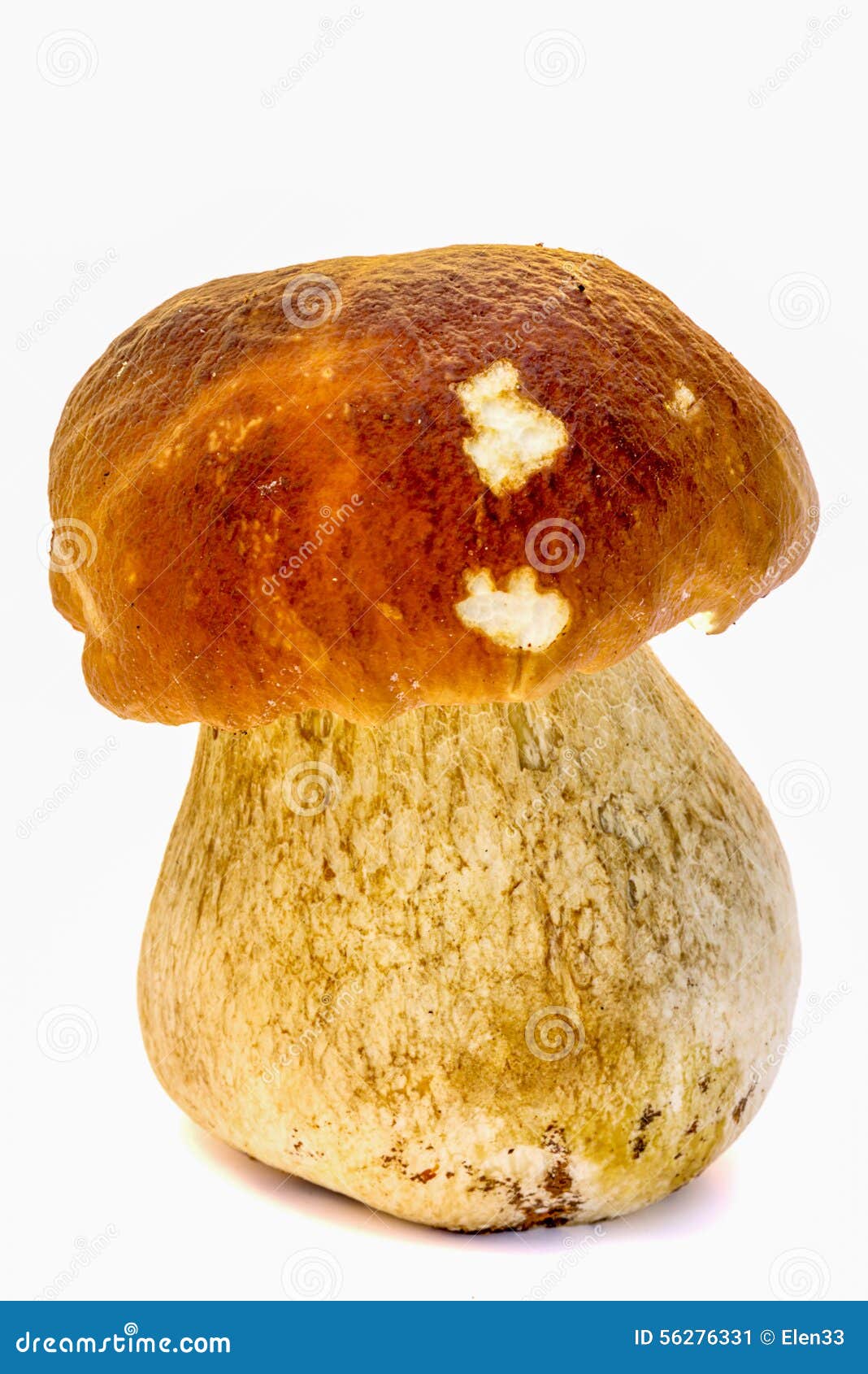 Cepe stock image. Image of isolated, boletus, gourmet - 56276331