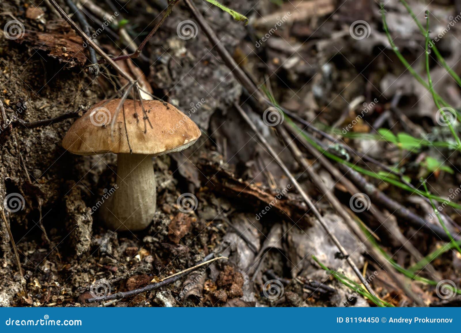 Cepe. Forest mushroom. stock photo. Image of grass, beautiful - 81194450
