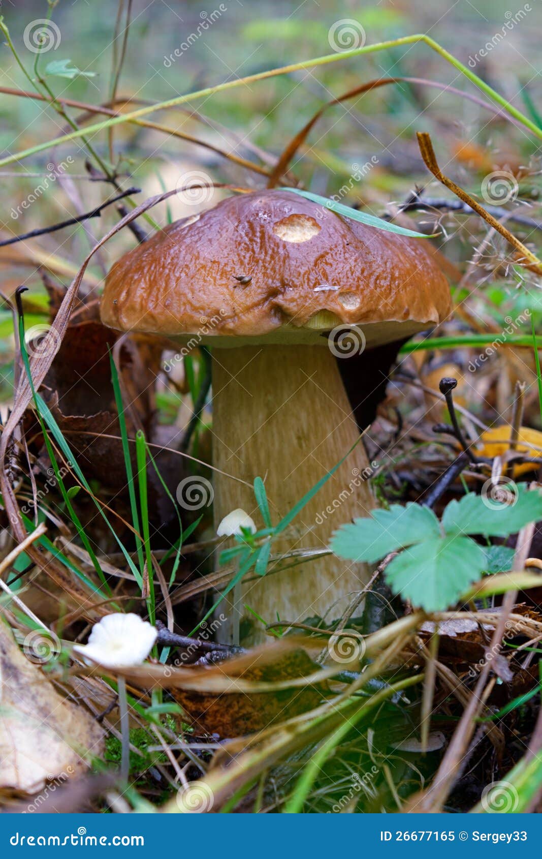 The Cepe Growing in Wood in the Autumn Stock Image - Image of nature ...
