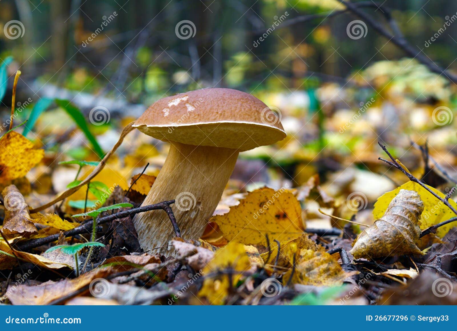 The Cepe Growing in Wood in the Autumn Stock Photo - Image of edible ...