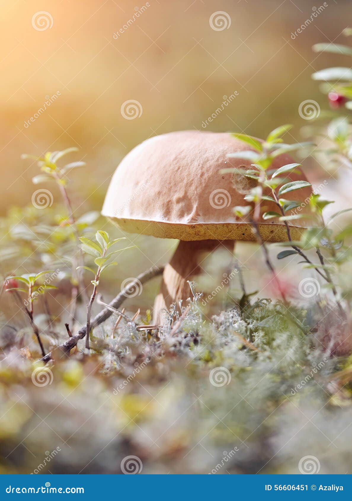 Cepe grows in a moss stock image. Image of stipe, woodland - 56606451