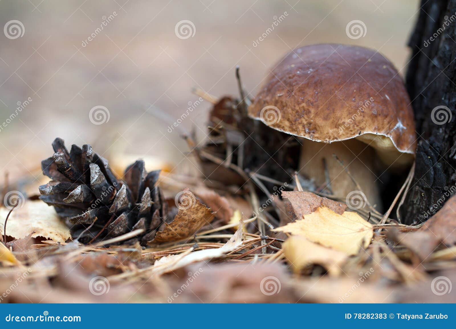 Cepe grows in the wood stock image. Image of wild, porcino - 78282383