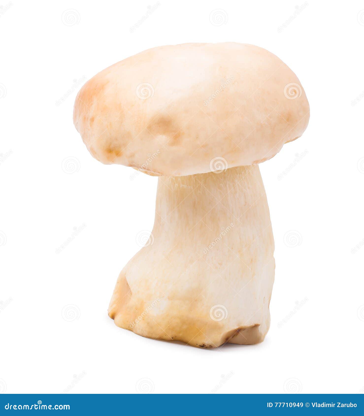 The cepe stock image. Image of white, seasonal, mushrooms - 77710949
