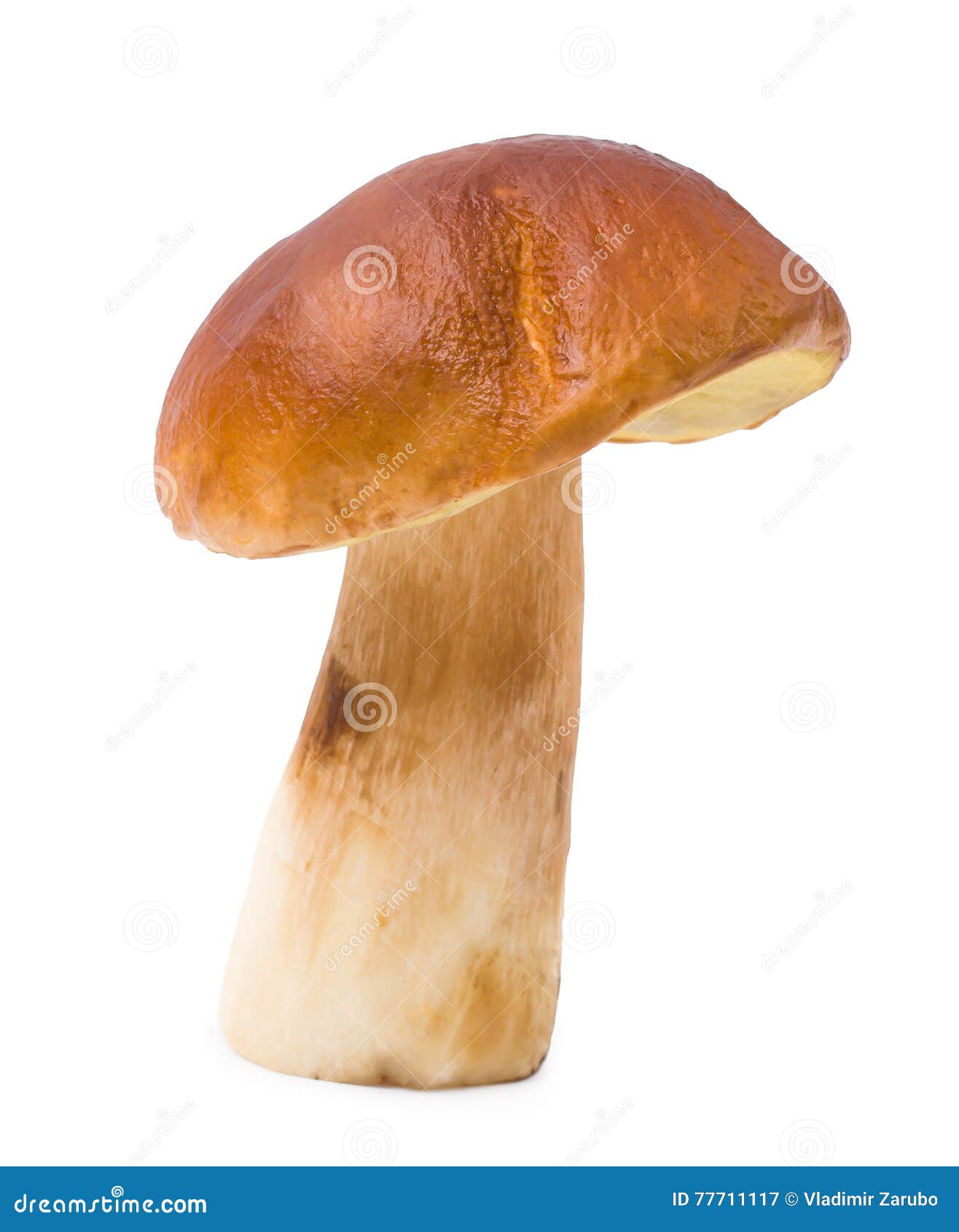 The cepe stock image. Image of cepe, food, brown, crude - 77711117