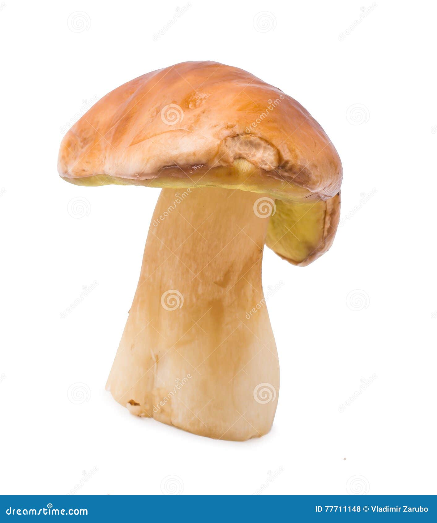 The cepe stock photo. Image of materials, edible, cepe - 77711148