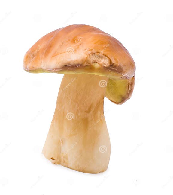 The cepe stock photo. Image of materials, edible, cepe - 77711148