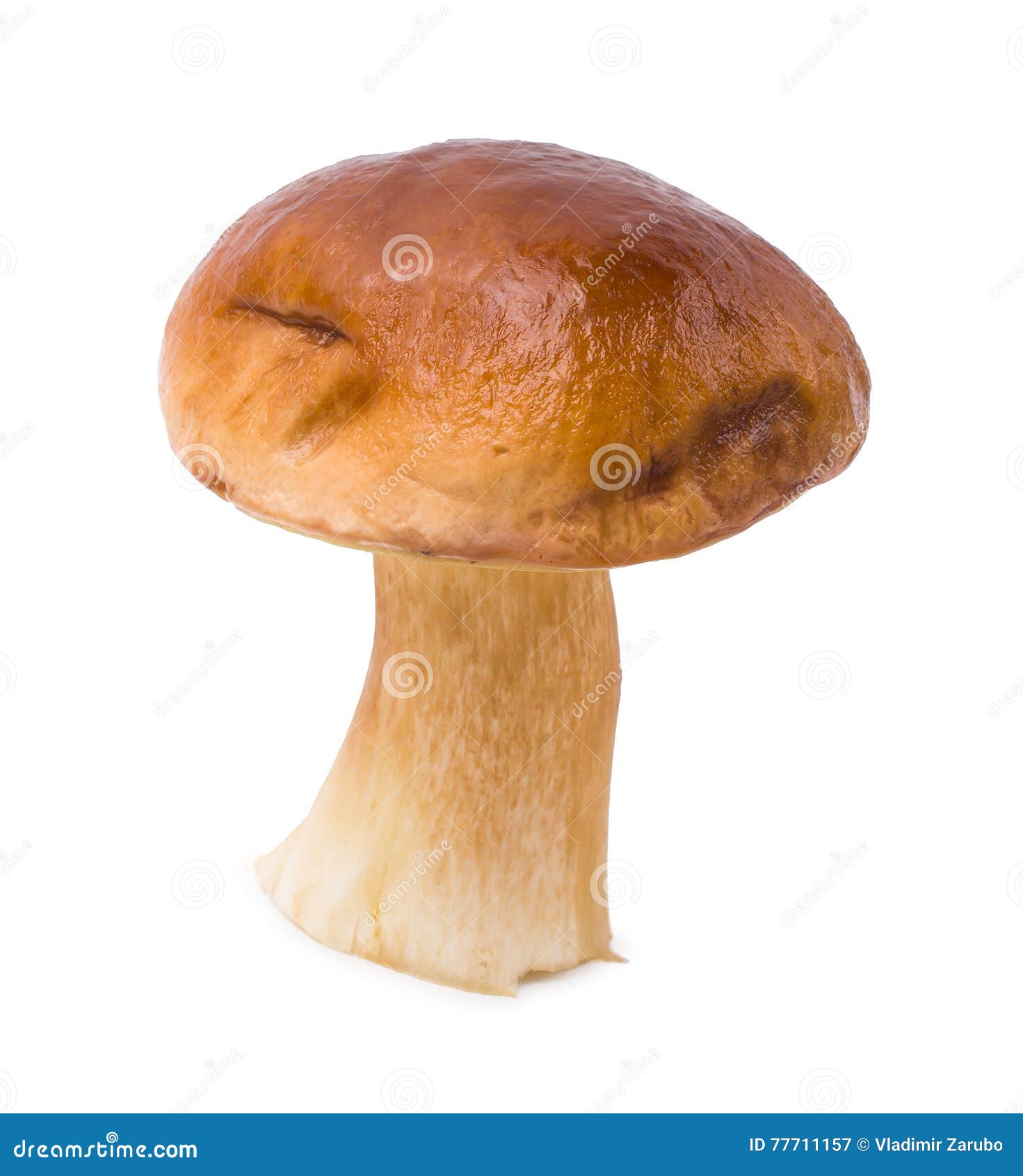 The cepe stock image. Image of white, crude, fall, mushroom - 77711157