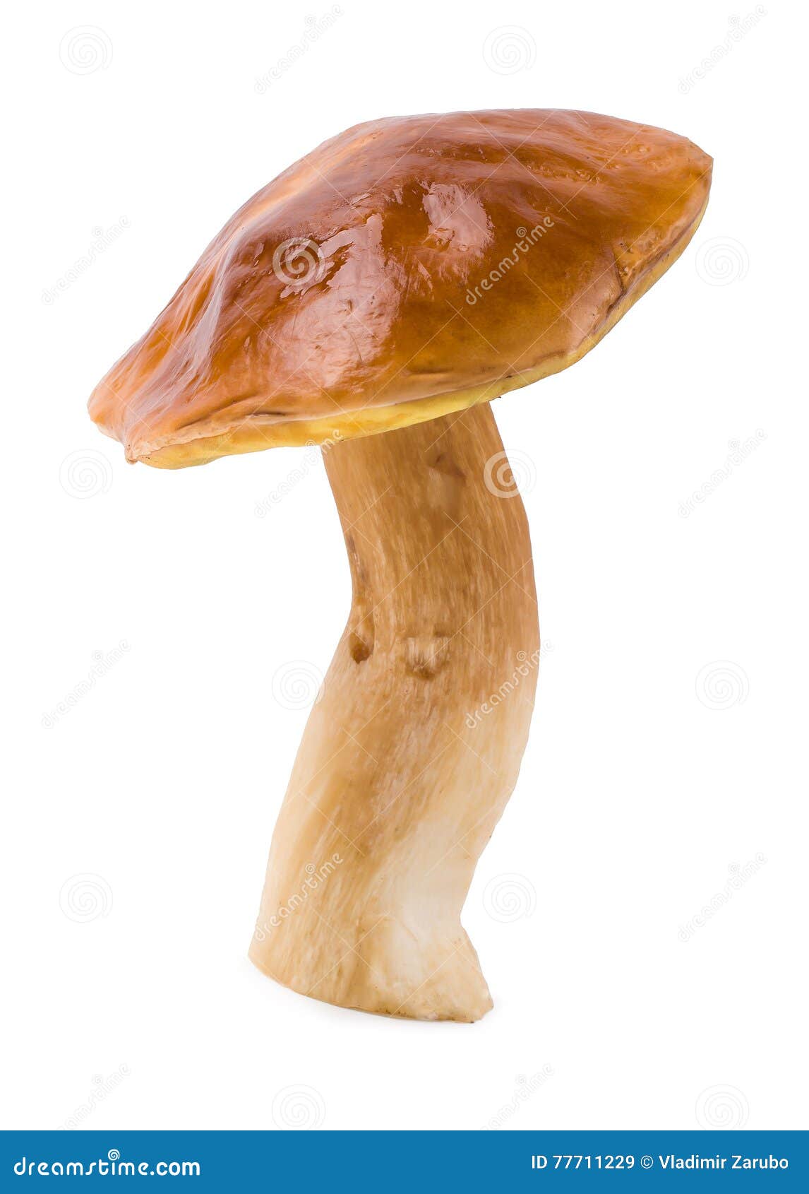 The cepe stock image. Image of edible, cepe, brown, close - 77711229