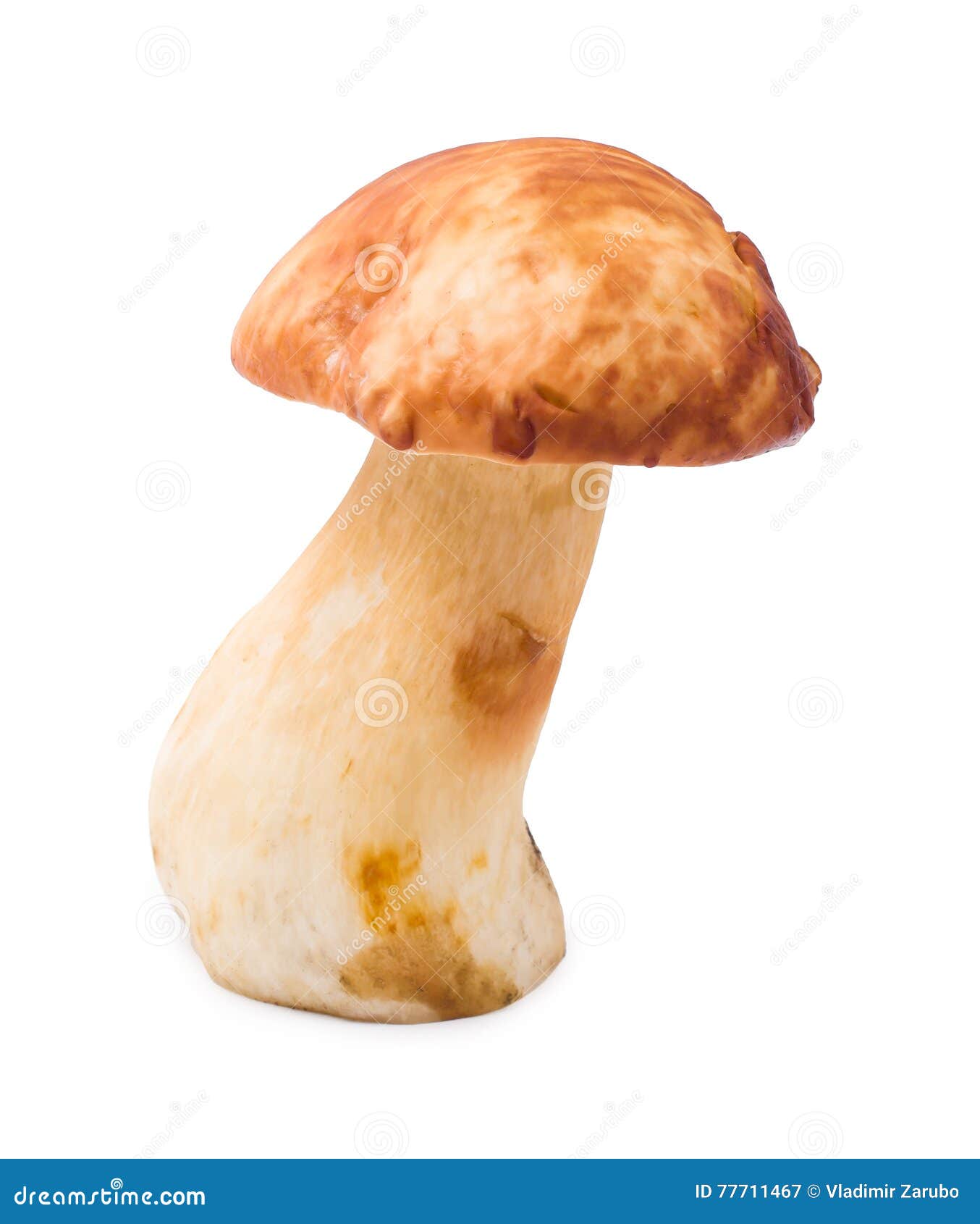 The cepe stock image. Image of isolated, wood, edible - 77711467