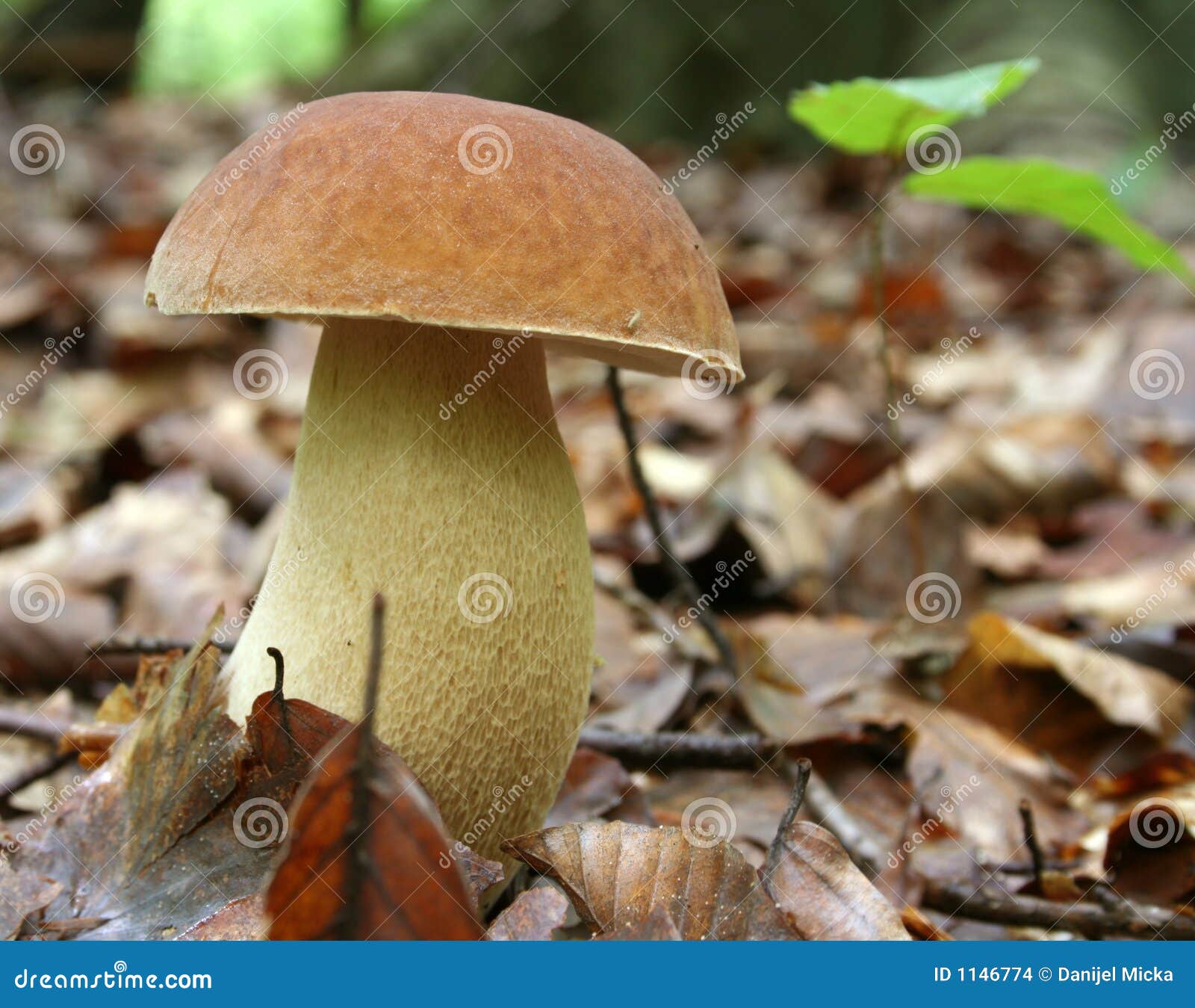 Cepe mushroom stock photo. Image of stalk, mushrooming - 1146774