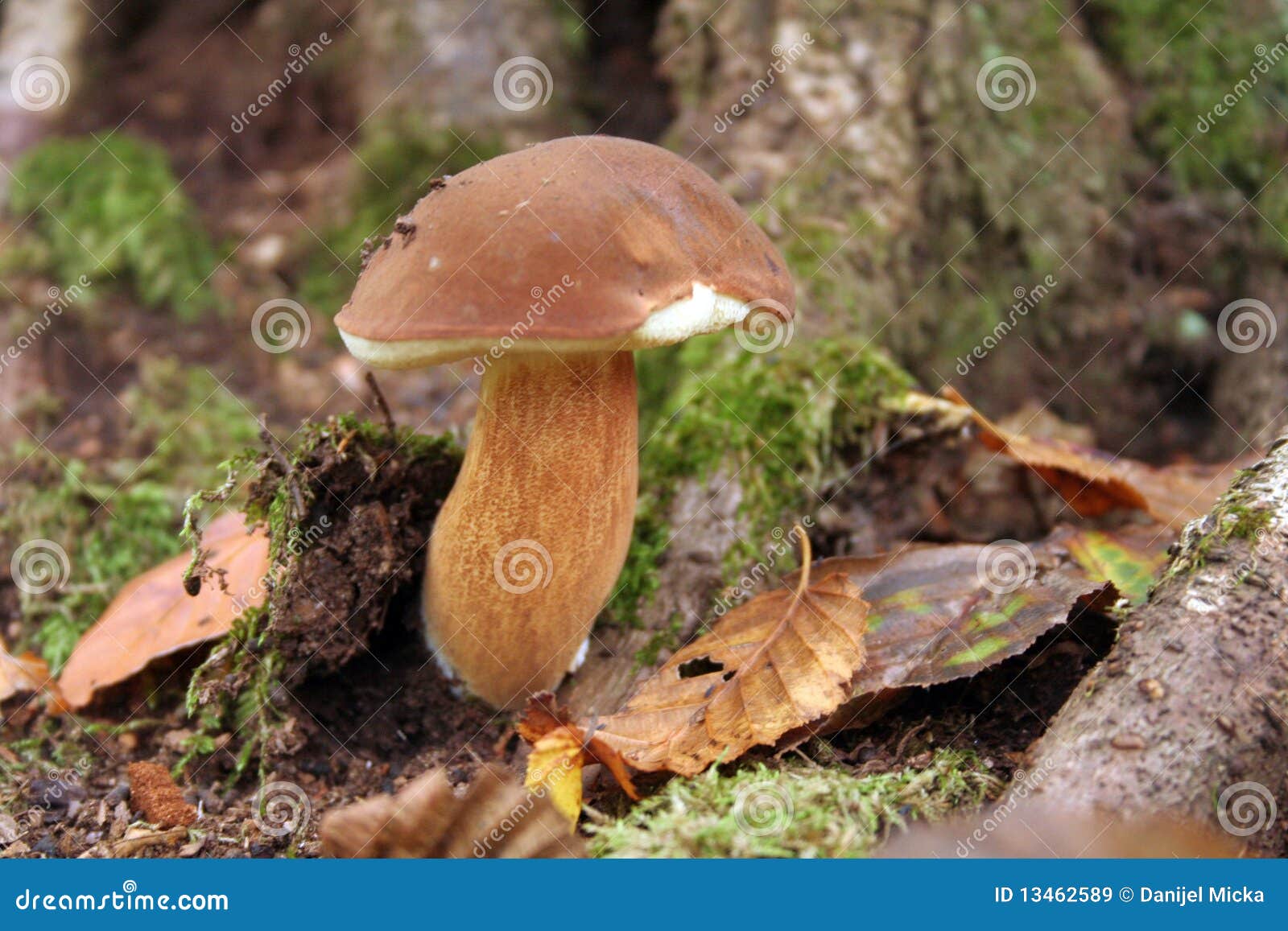 Cepe mushroom stock image. Image of cepe, edible, boletus - 13462589