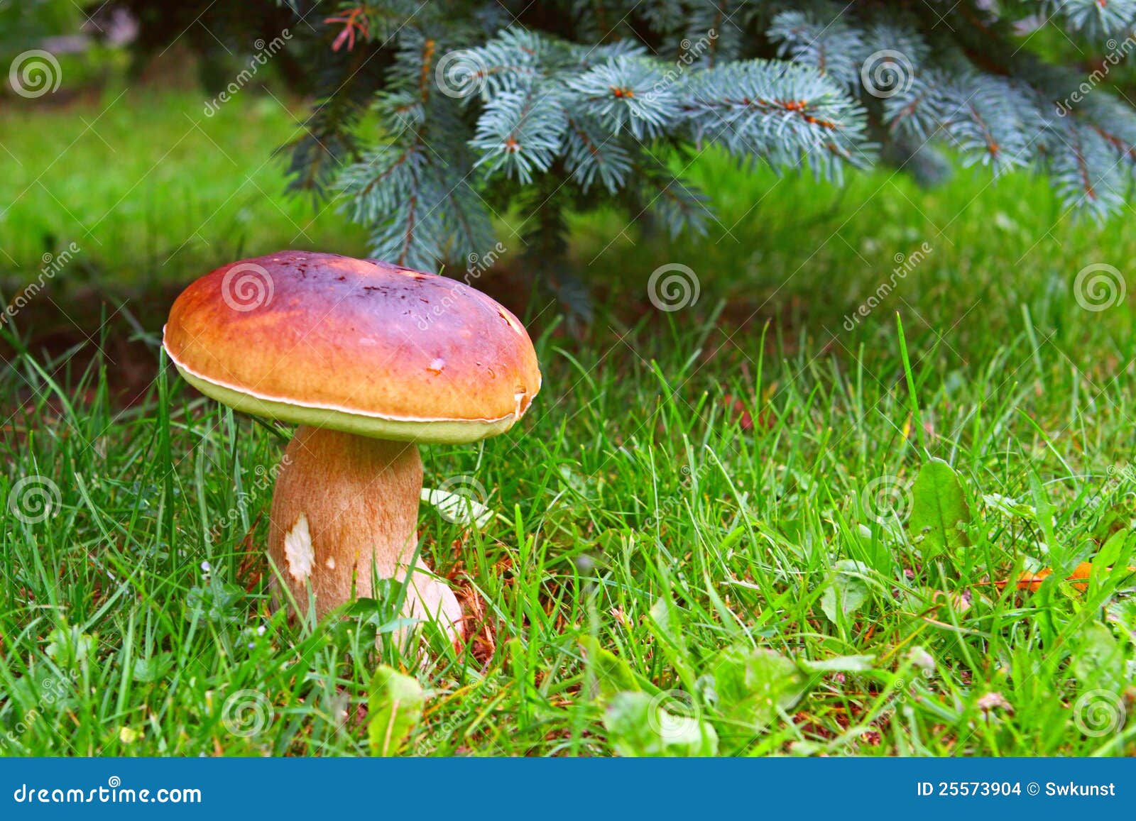 Cepe mushroom stock photo. Image of hunting, hobbies - 25573904