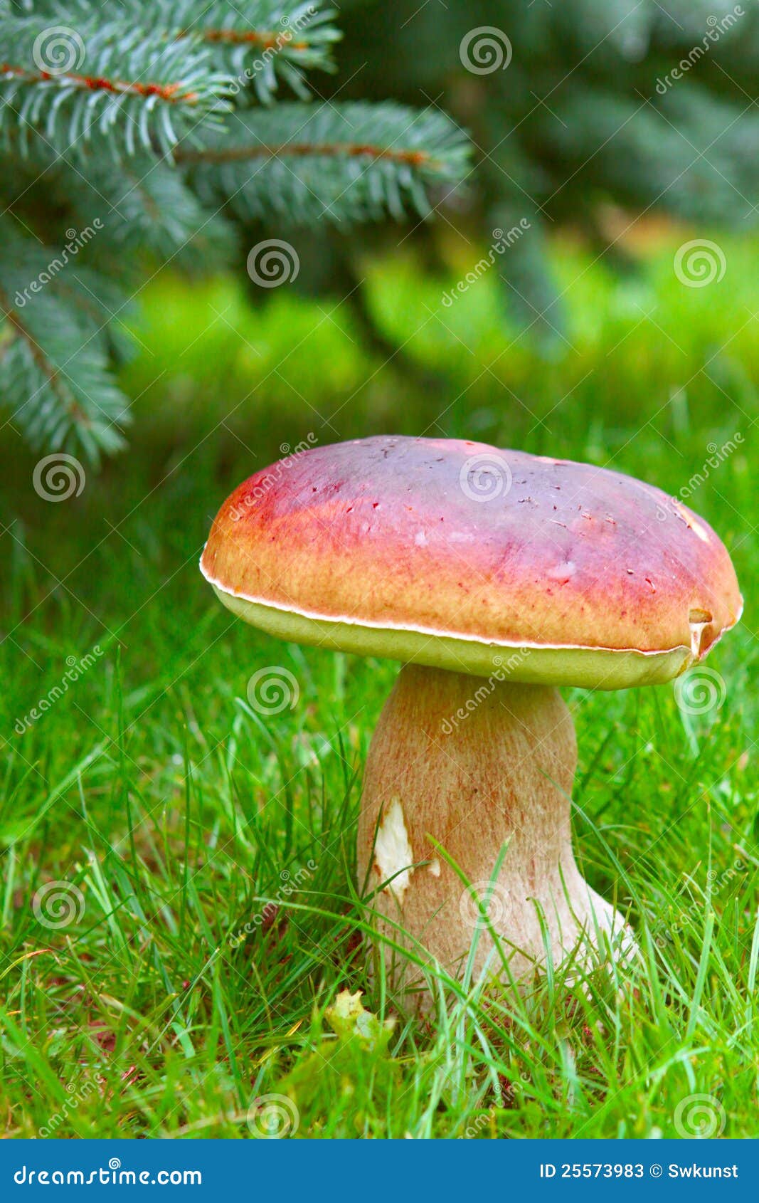Cepe mushroom stock image. Image of forest, planting - 25573983