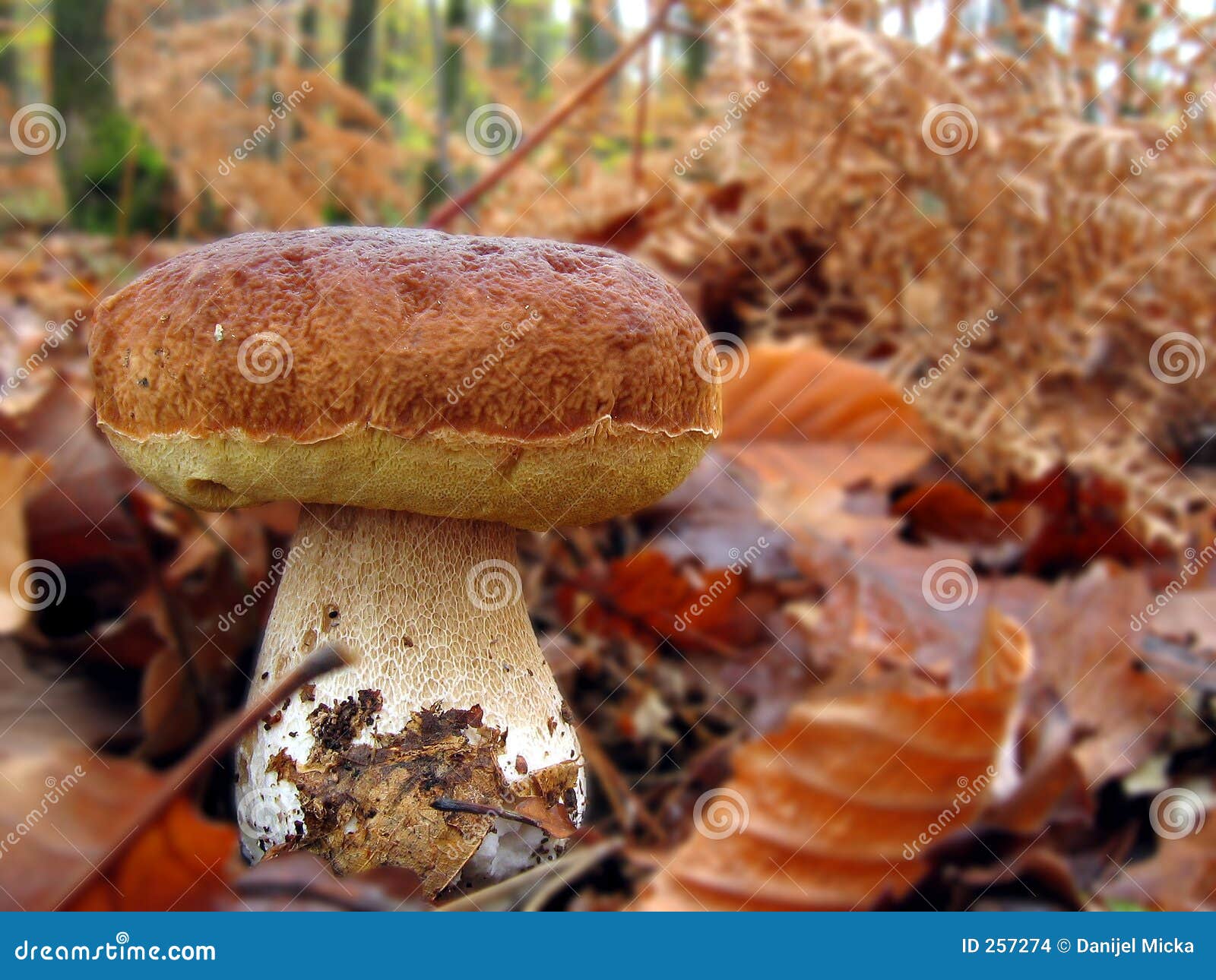 Cepe mushroom stock photo. Image of forest, fungi, food - 257274
