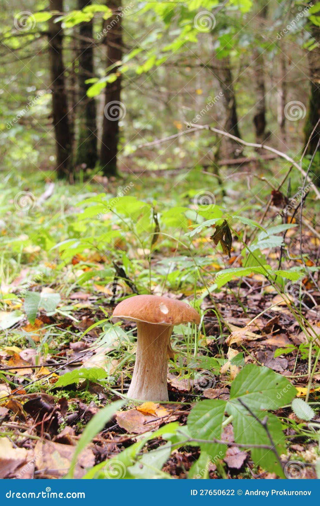 Cepe. Mushroom. stock photo. Image of fungous, gourmet - 27650622