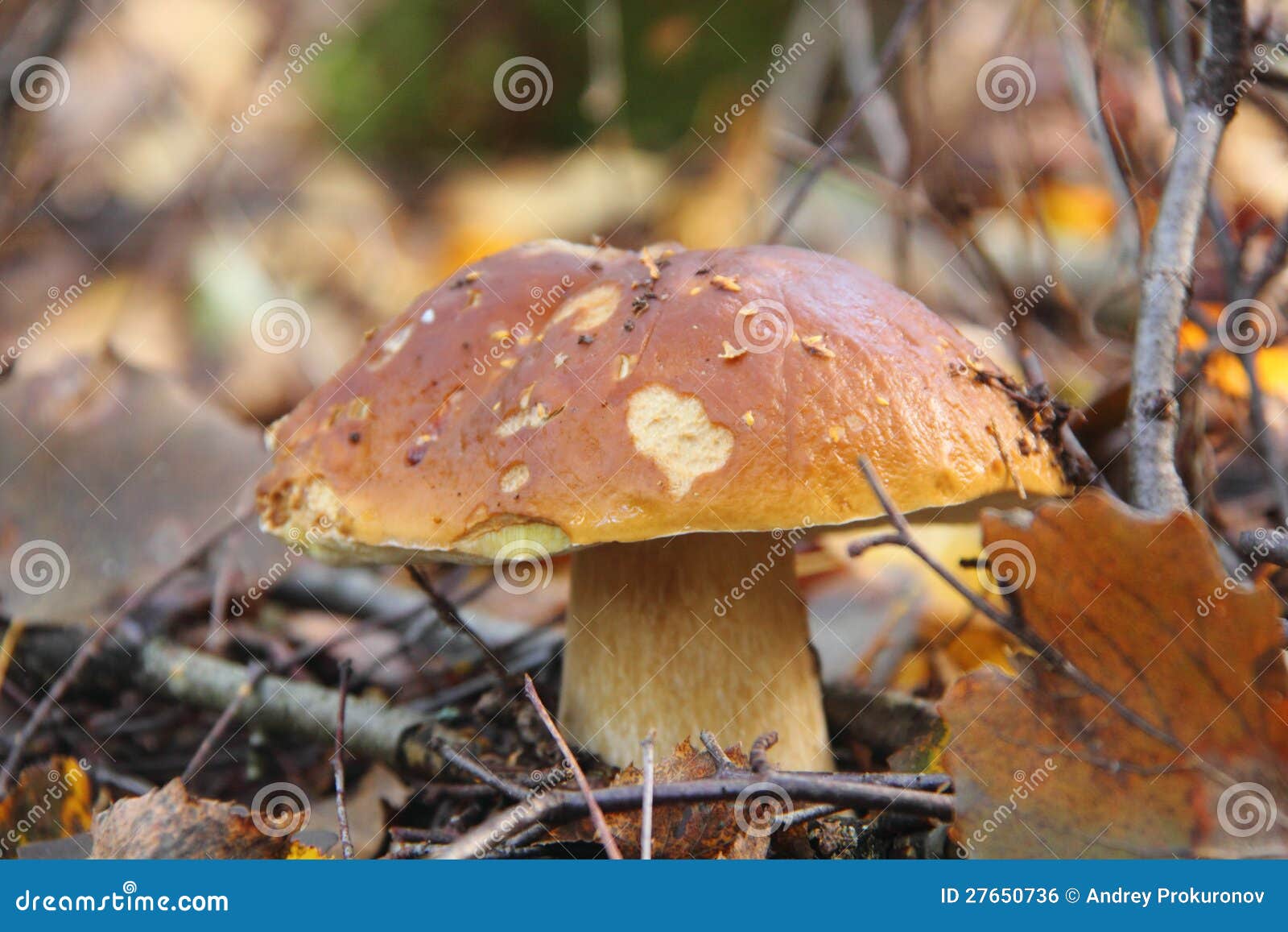 Cepe. Mushroom. stock photo. Image of faultless, fungous - 27650736