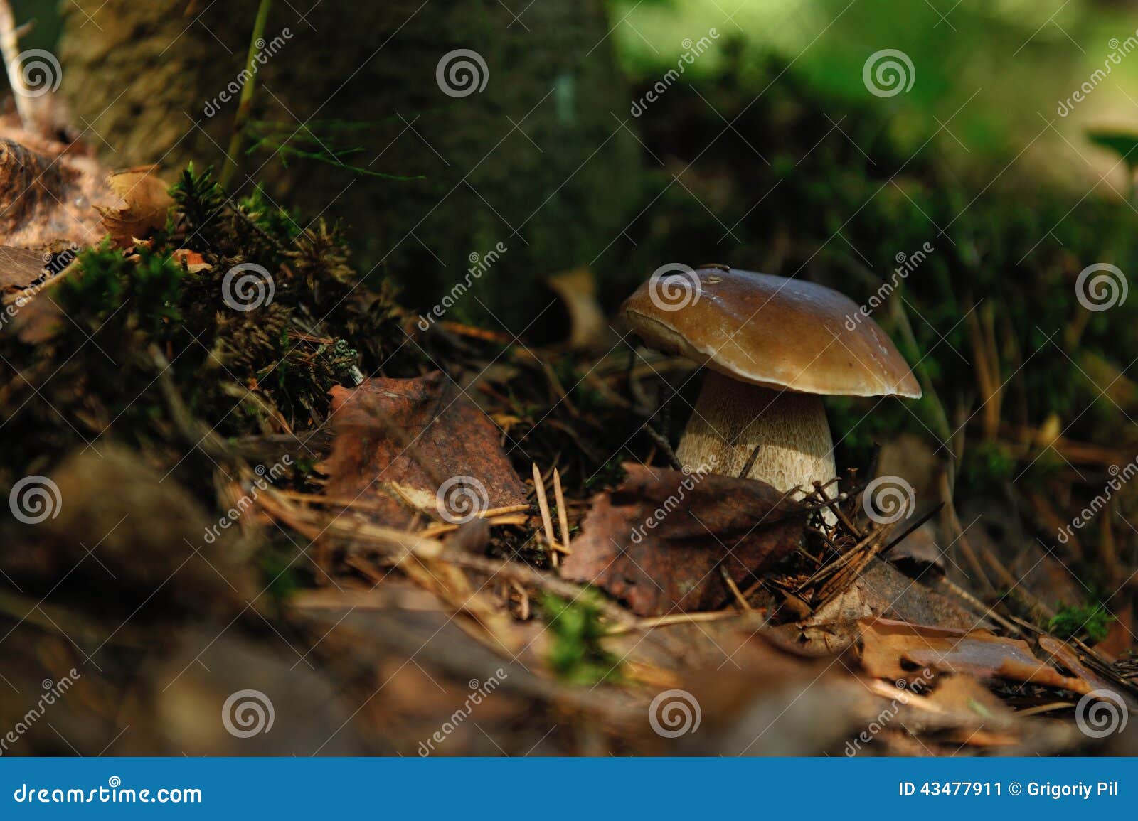 Cepe mushroom stock image. Image of green, nature, fresh - 43477911