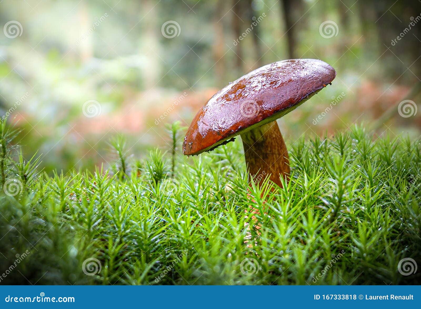 Cepe Mushroom in the Forest Stock Photo - Image of mushroom, ground ...